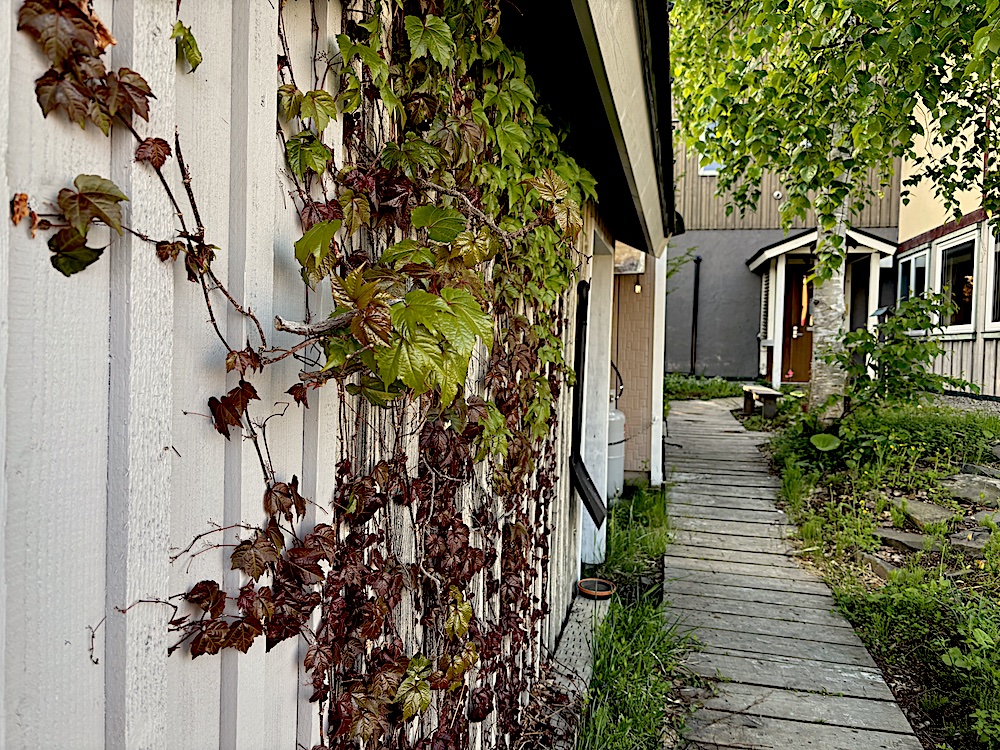 2025年6月号 – GOSH NEWS Vol.273 – GOSH – 自家焙煎珈琲店｜北海道・美瑛